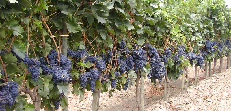 As varas da videira – UM CAMINHO